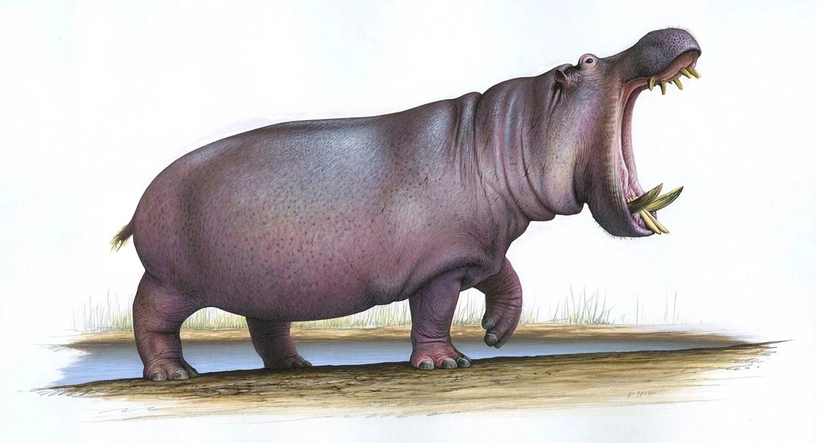 European hippopotamus | SciiFii Wiki | Fandom