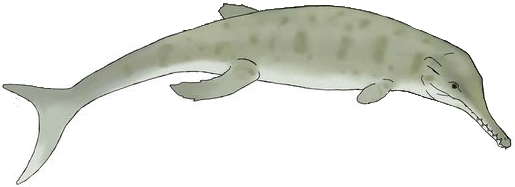 Metriorhynchus | SciiFii Wiki | Fandom