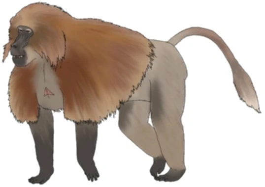 Indian gelada | SciiFii Wiki | Fandom