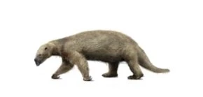 Neocnus | SciiFii Wiki | Fandom