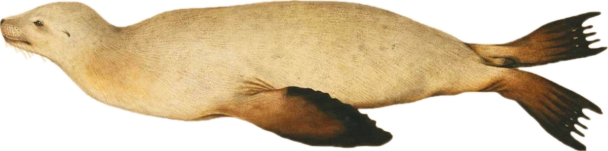 Japanese sea lion | SciiFii Wiki | Fandom