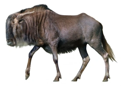 Rusingoryx | SciiFii Wiki | Fandom