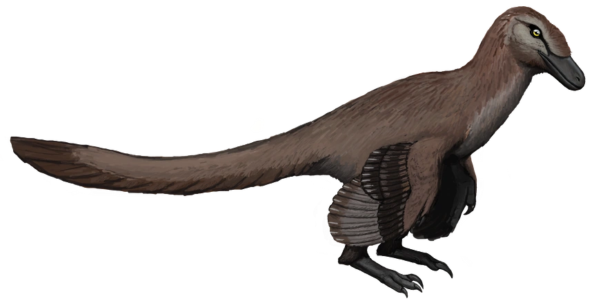 Acheroraptor | SciiFii Wiki | Fandom