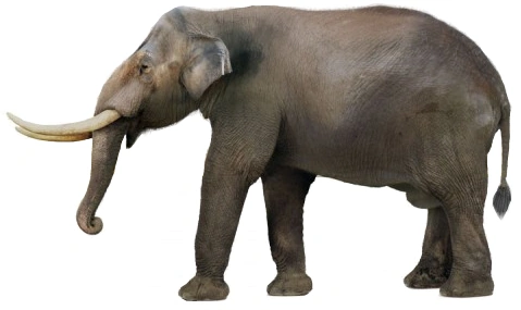 Notiomastodon | SciiFii Wiki | Fandom