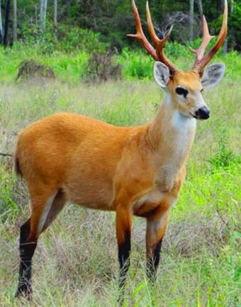 California marsh deer SciiFii Wiki Fandom