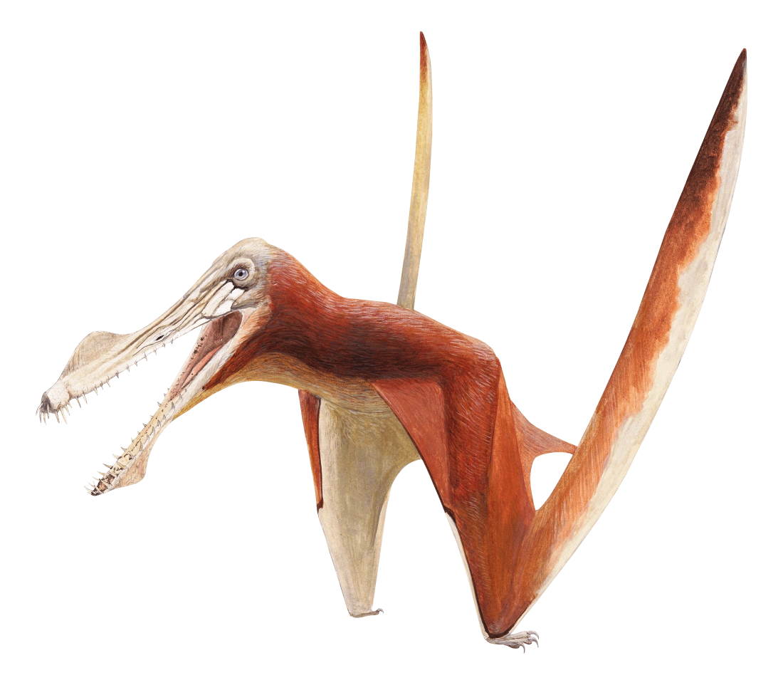 Uktenodactylus | SciiFii Wiki | Fandom