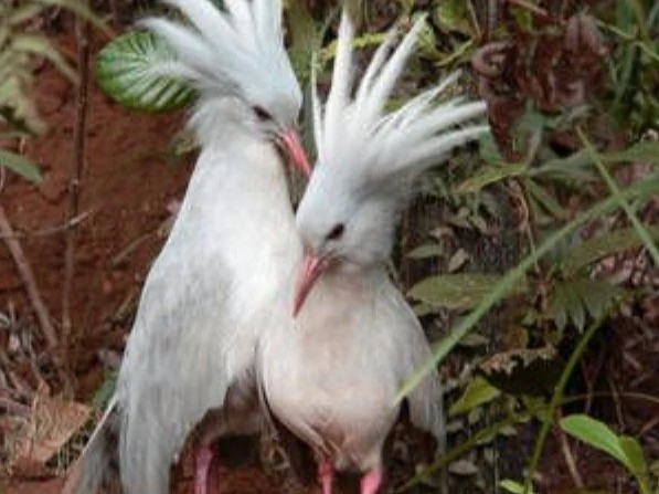 Lowland kagu | SciiFii Wiki | Fandom