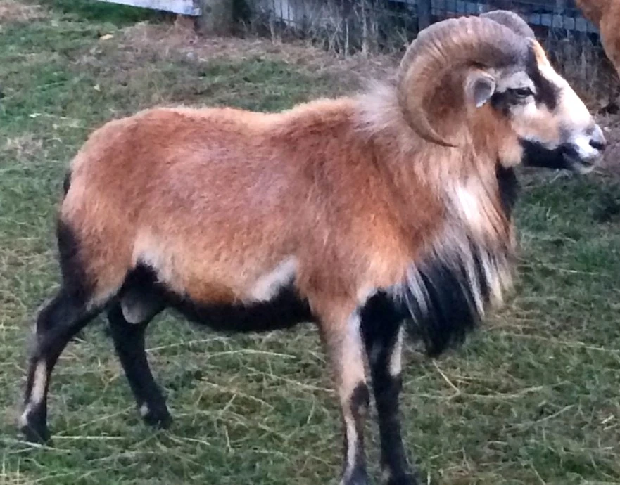 Virginia sheep | SciiFii Wiki | Fandom