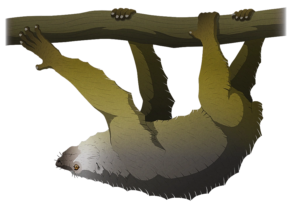 American sloth lemur | SciiFii Wiki | Fandom