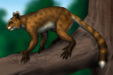 American tamarin lemur | SciiFii Wiki | Fandom