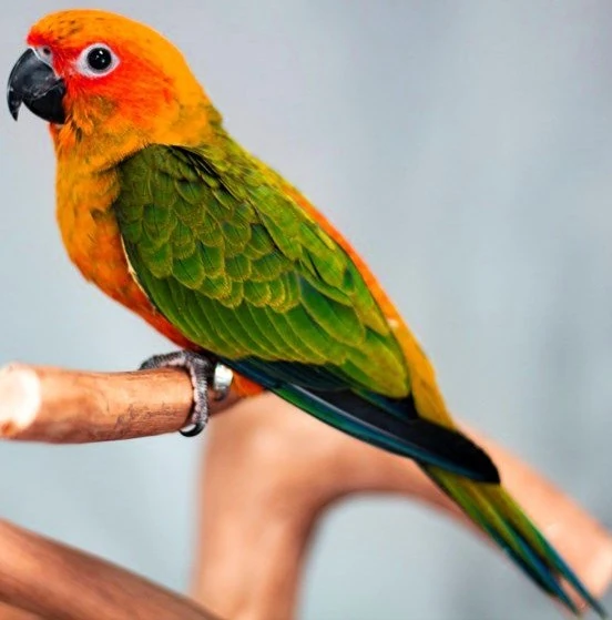 California parakeet | SciiFii Wiki | Fandom