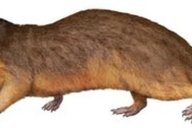 Sinoconodon
