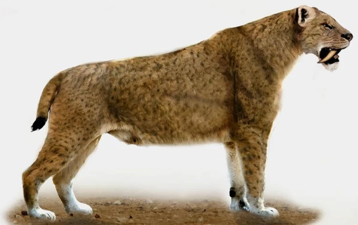 Smilodon Populator