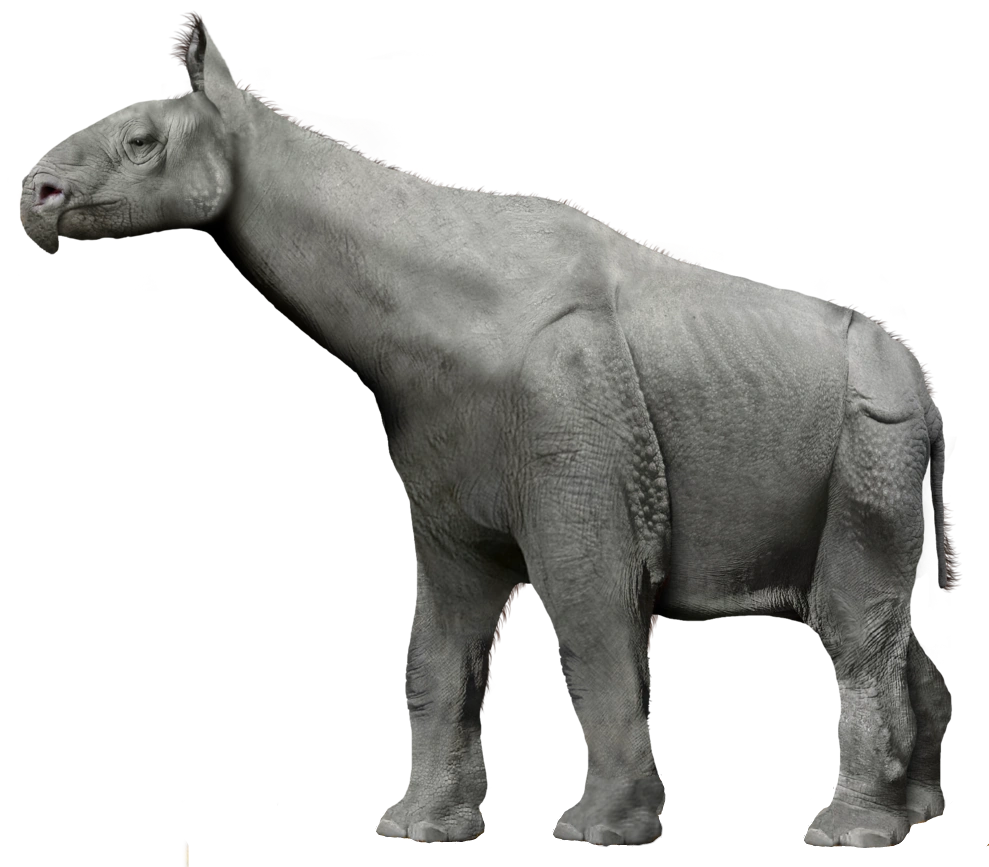 Paraceratherium