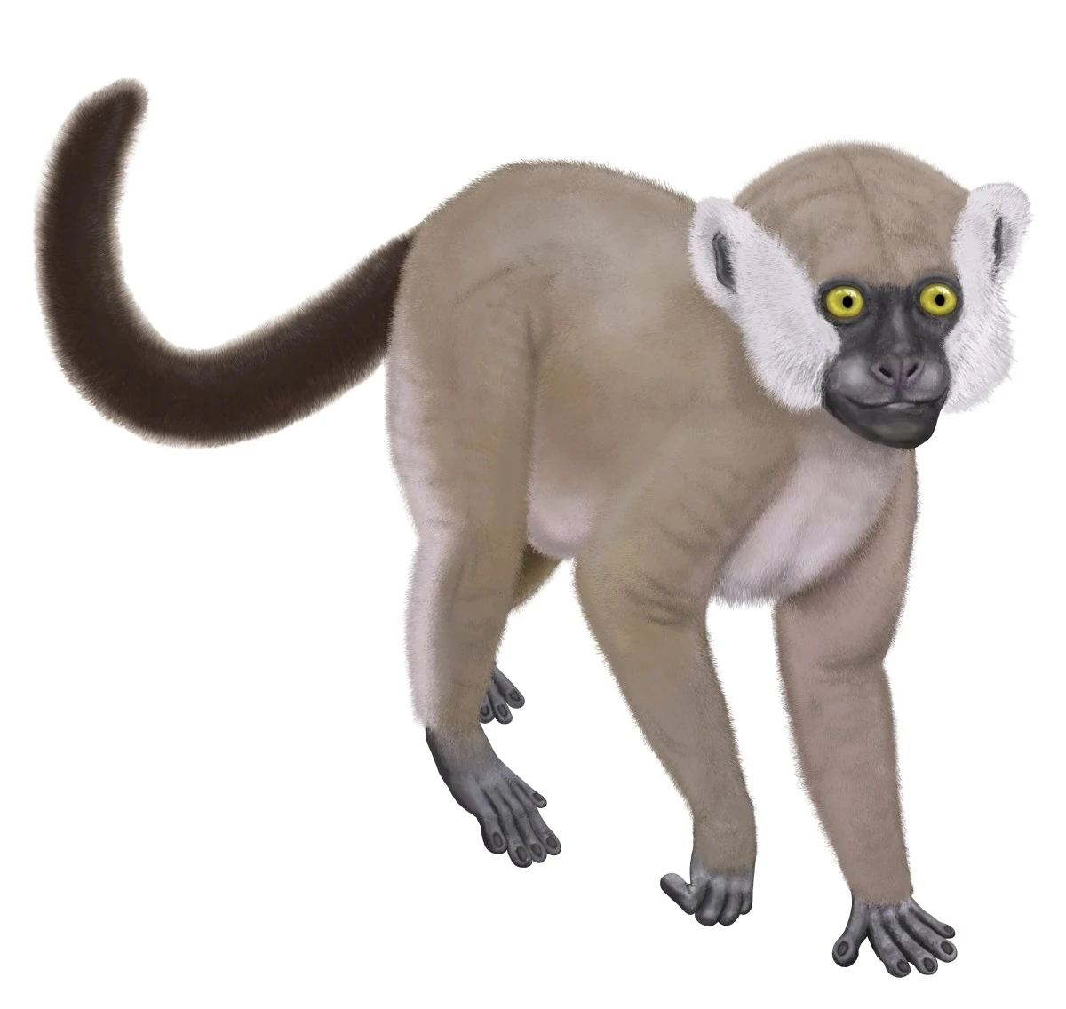 African lemur | SciiFii Wiki | Fandom