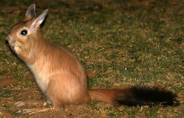 American springhare | SciiFii Wiki | Fandom