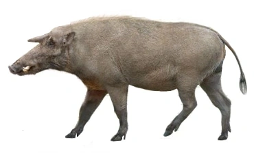 Kubanochoerus | SciiFii Wiki | Fandom