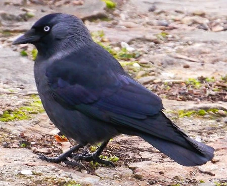 American jackdaw | SciiFii Wiki | Fandom