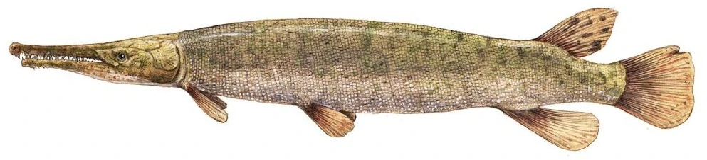 Atractosteus africanus | SciiFii Wiki | Fandom