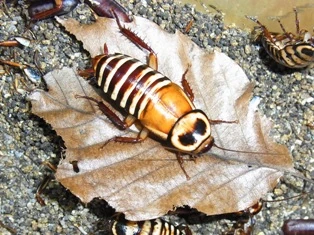 Northern zebra bug | SciiFii Wiki | Fandom
