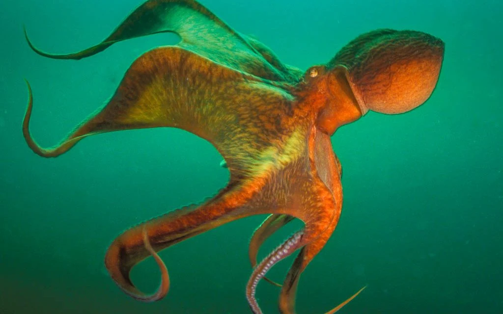 North Pacific Giant Octopus