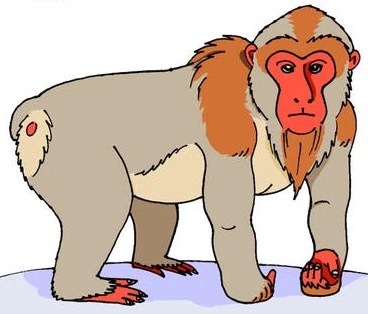 Yeti macaque | SciiFii Wiki | Fandom