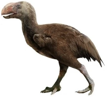 Brontornis | SciiFii Wiki | Fandom