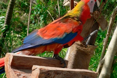 Dominican Green And Yellow Macaw