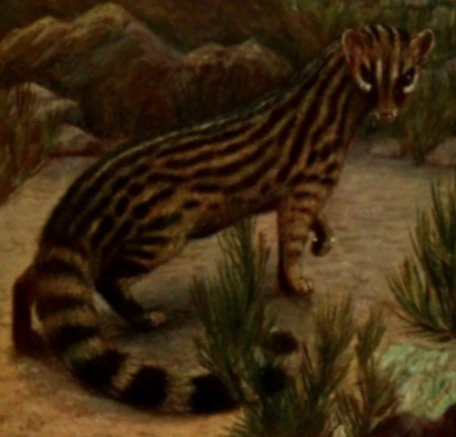 Genetta plesictoides | SciiFii Wiki | Fandom