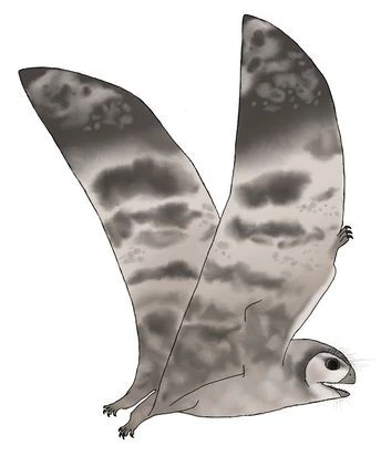 Jeholopterus | SciiFii Wiki | Fandom