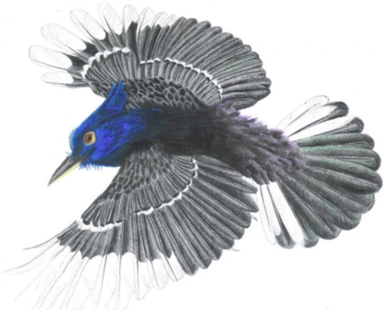 Jabberjay | SciiFii Wiki | Fandom