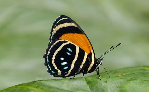 Northern numberwing | SciiFii Wiki | Fandom