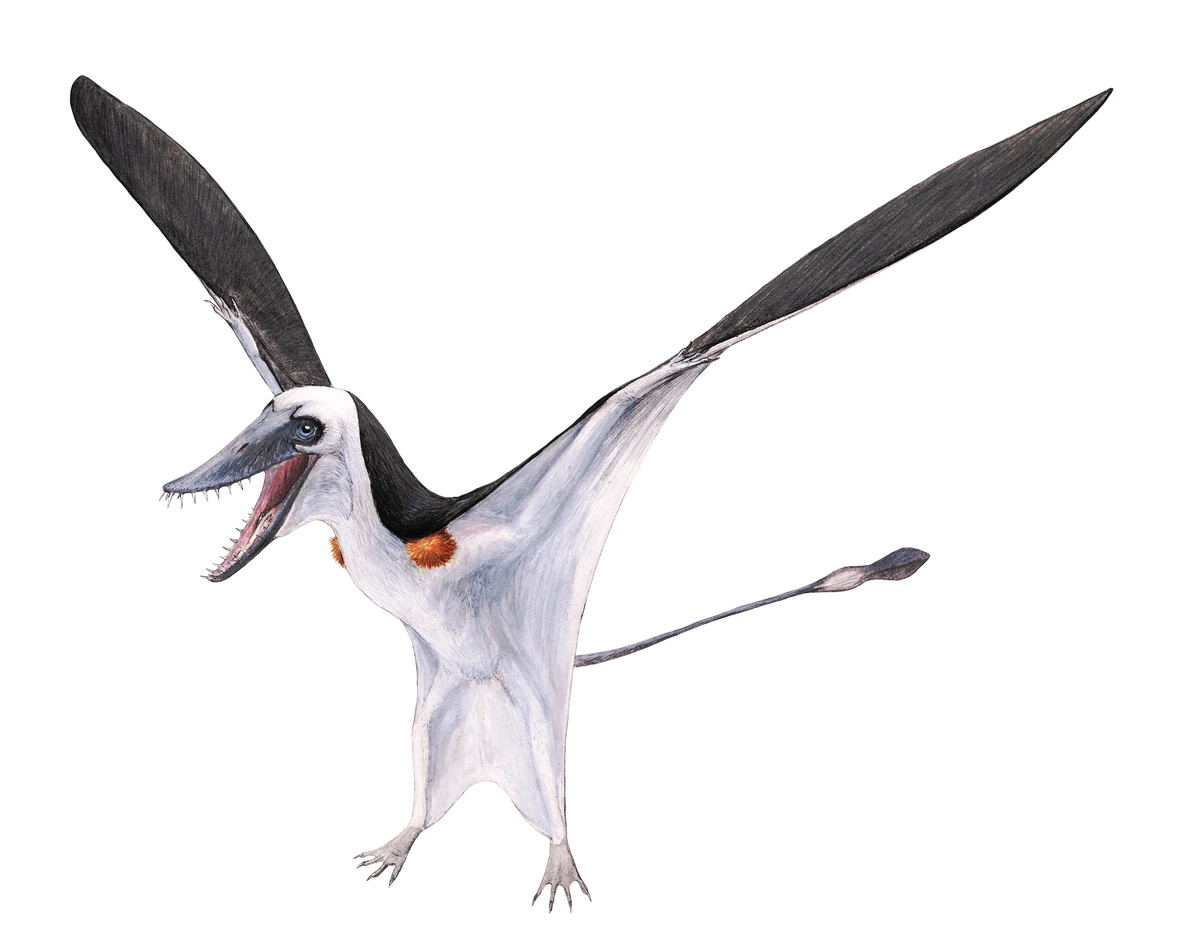 Parapsicephalus | SciiFii Wiki | Fandom