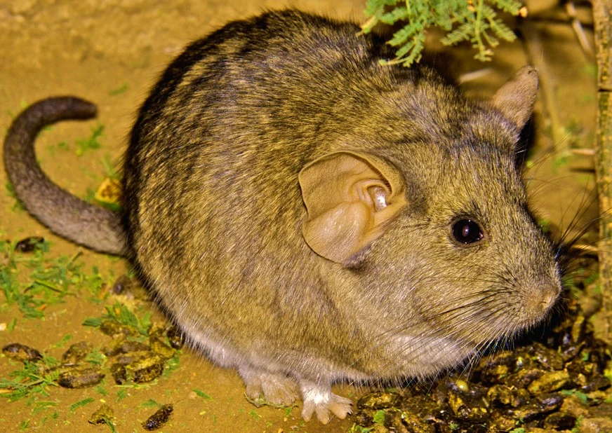 North American chinchilla rat | SciiFii Wiki | Fandom