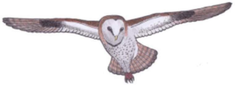 Tyto robusta | SciiFii Wiki | Fandom