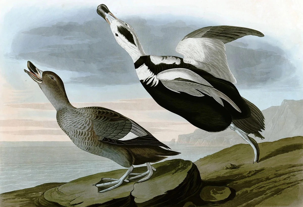 Labrador duck | SciiFii Wiki | Fandom