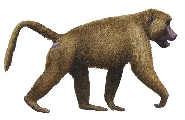 European gelada | SciiFii Wiki | Fandom