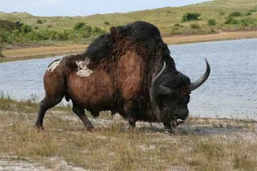 Steppe bison | SciiFii Wiki | Fandom
