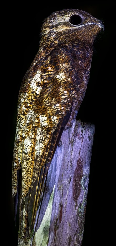 North American potoo | SciiFii Wiki | Fandom