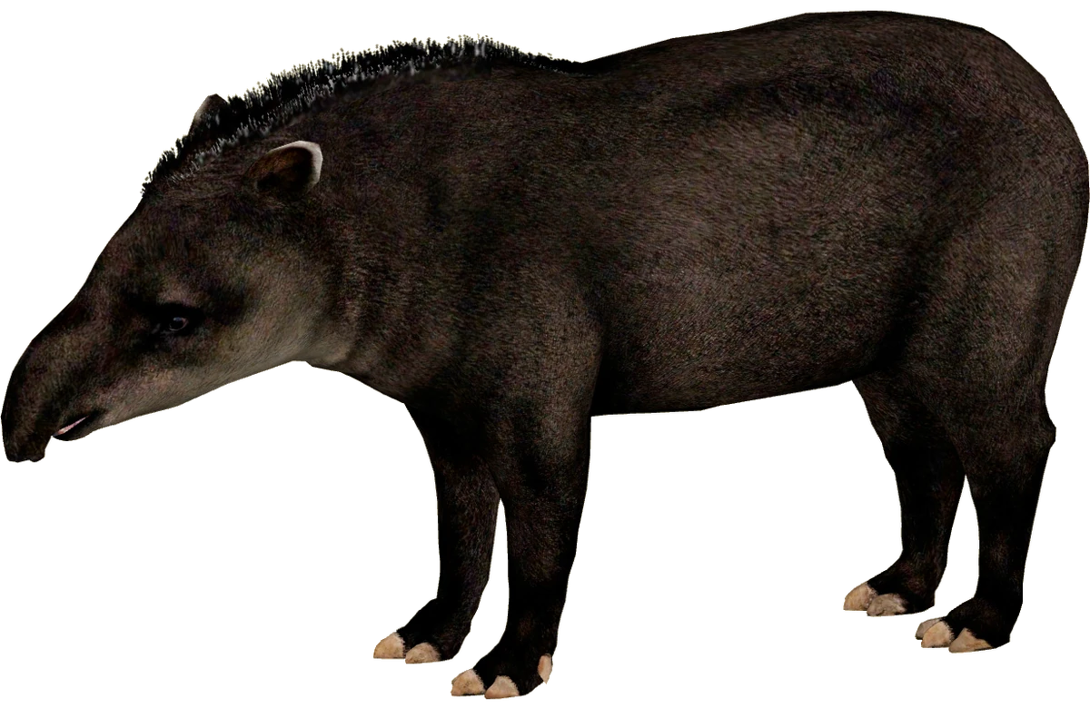 Tapirus mesopotamicus | SciiFii Wiki | Fandom