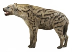 Pachycrocuta | SciiFii Wiki | Fandom