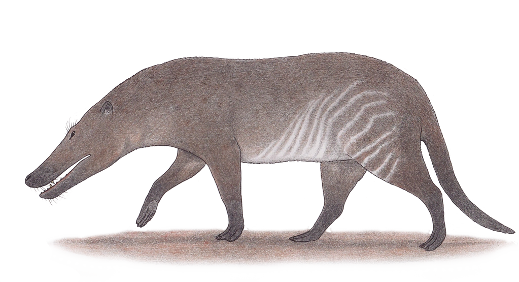 Pakicetus | SciiFii Wiki | Fandom