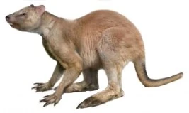 Propleopus | SciiFii Wiki | Fandom