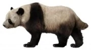 Ailuropoda Microta