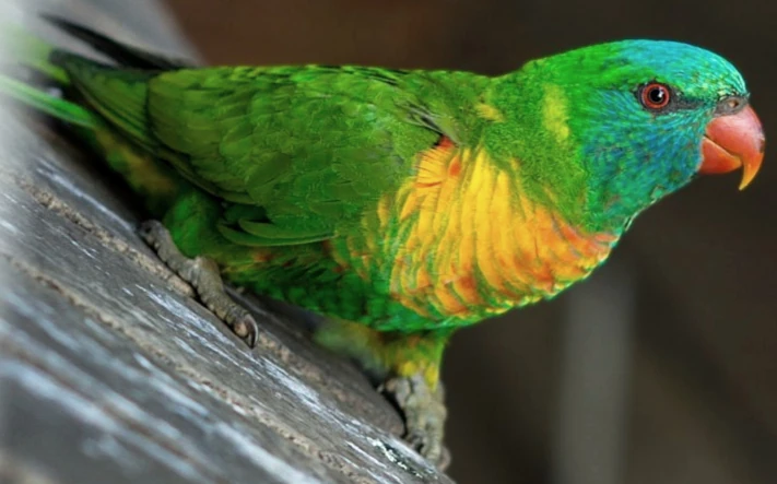 American lorikeet | SciiFii Wiki | Fandom