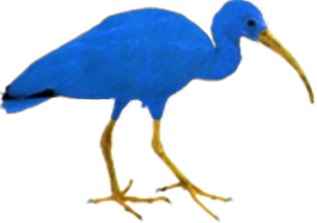 Blue ibis | SciiFii Wiki | Fandom