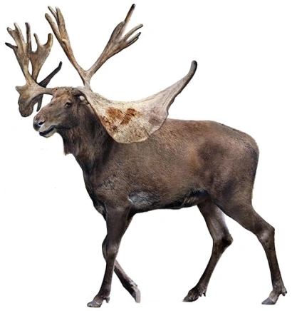 Cervalces scotti | SciiFii Wiki | Fandom