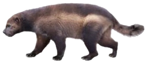 Megalictis | SciiFii Wiki | Fandom