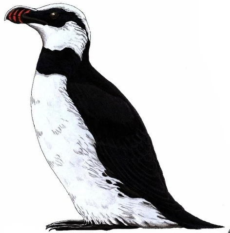 Alca carolinensis | SciiFii Wiki | Fandom