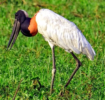 North American jabiru | SciiFii Wiki | Fandom